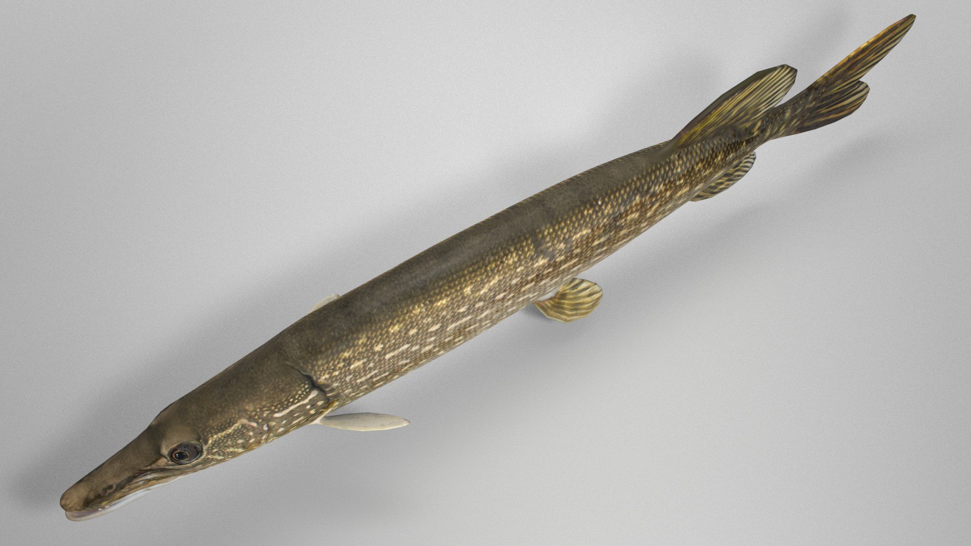 3D Pike Model - TurboSquid 1887261