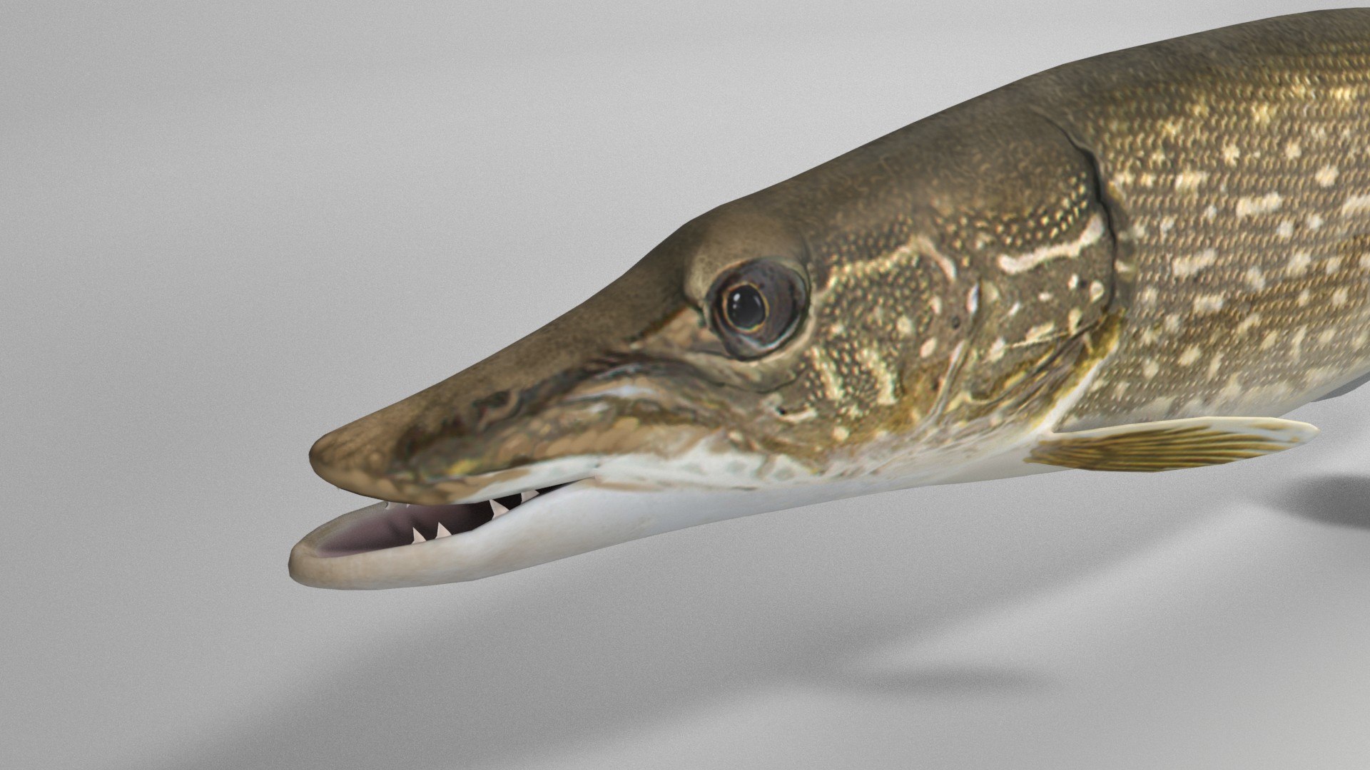 3D Pike Model - TurboSquid 1887261
