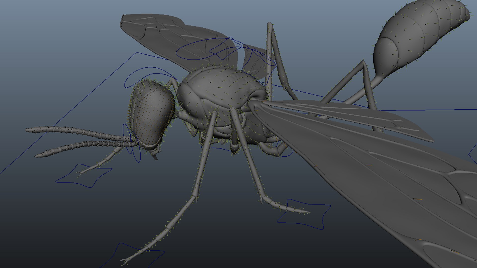 3D Wasp Basic Rig - TurboSquid 1428177
