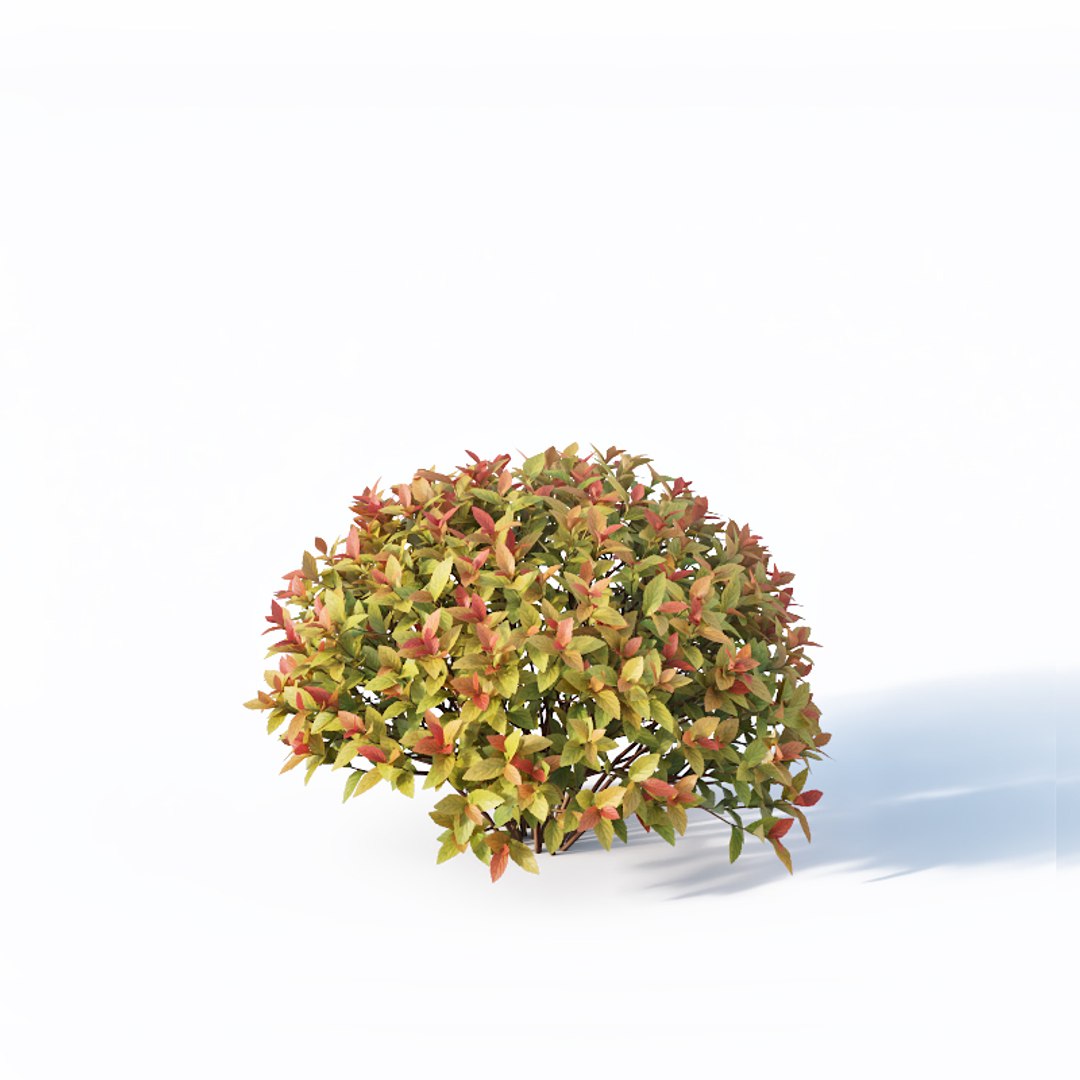 3D Model Spirea Spiraea Shrub - TurboSquid 1362392