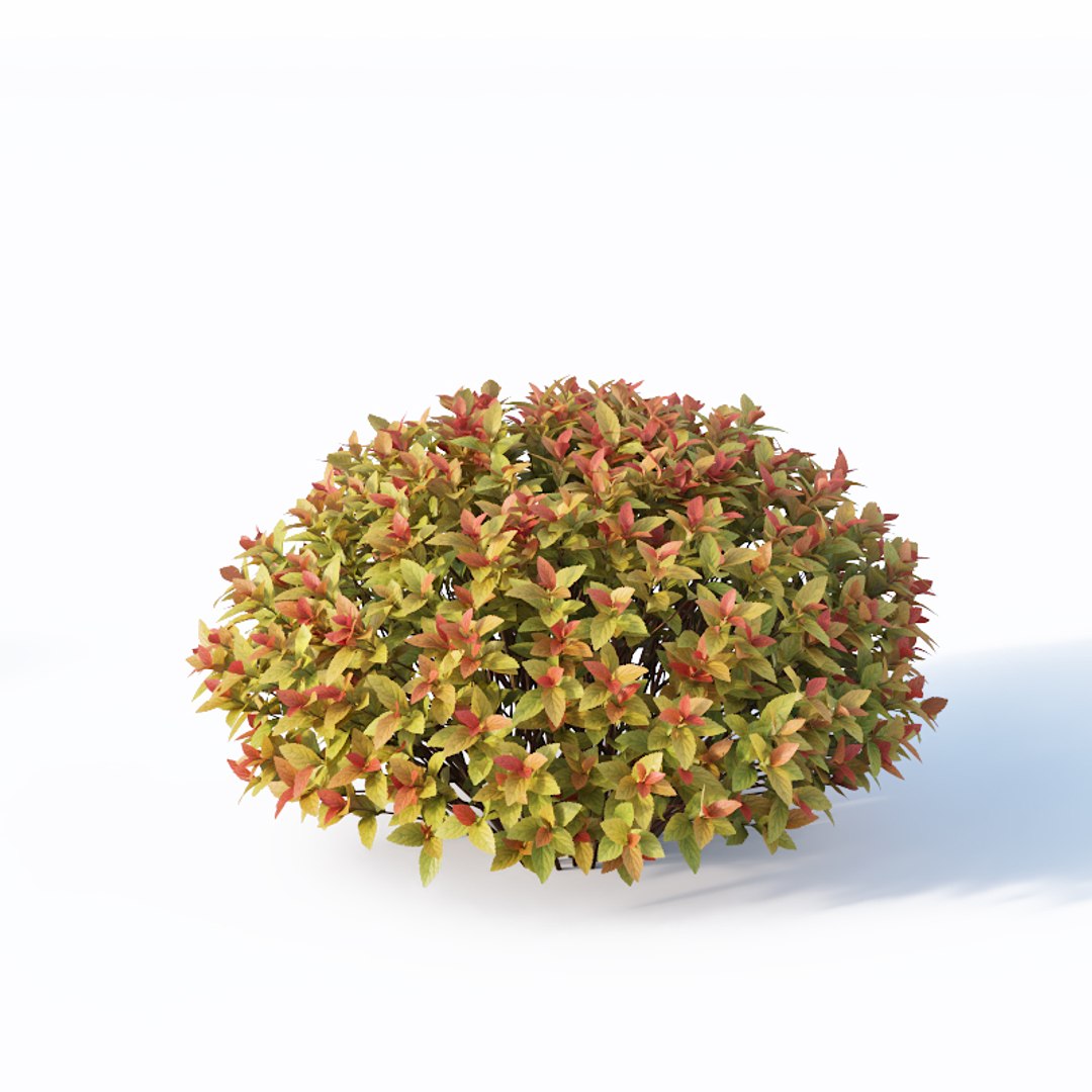 3D Model Spirea Spiraea Shrub - TurboSquid 1362392