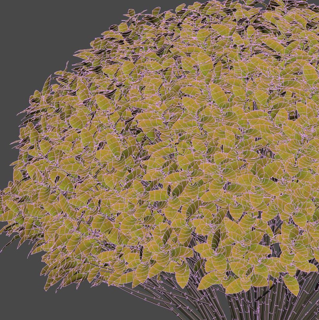 3D Model Spirea Spiraea Shrub - TurboSquid 1362392
