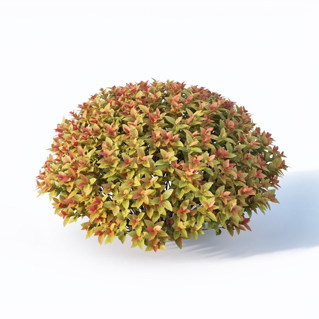 3D Model Spirea Spiraea Shrub - TurboSquid 1362392