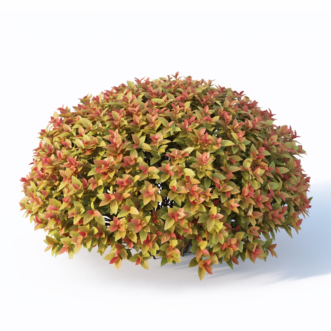 3D Model Spirea Spiraea Shrub - TurboSquid 1362392