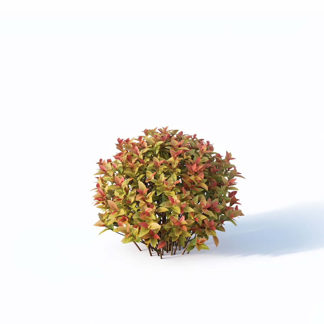 3D Model Spirea Spiraea Shrub - TurboSquid 1362392