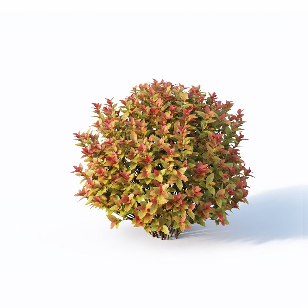 3D Model Spirea Spiraea Shrub - TurboSquid 1362392