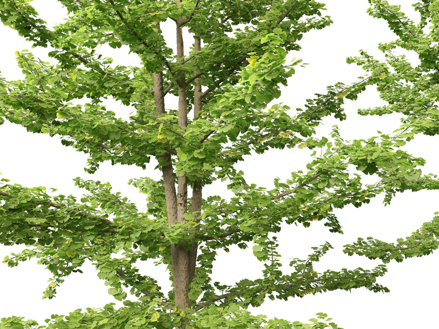 Ginkgo Biloba - Maidenhair Tree 13 3D Model - TurboSquid 2150100