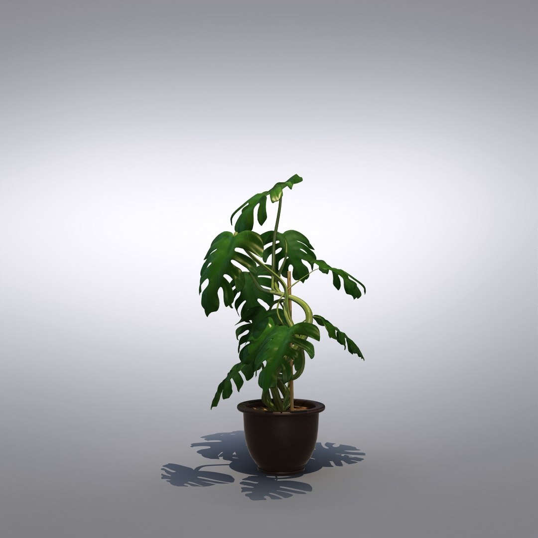 max philodendron monstera floor plant