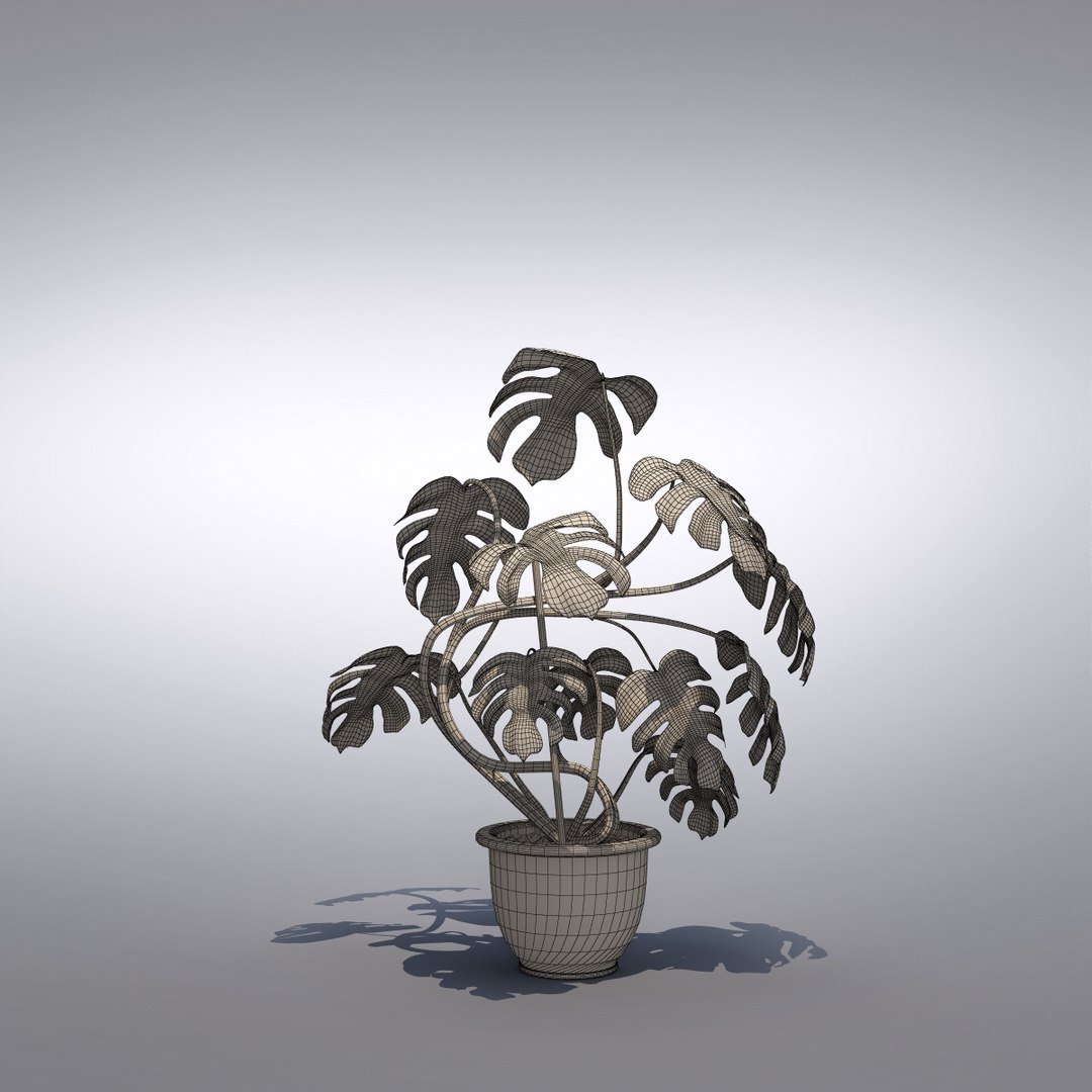 max philodendron monstera floor plant