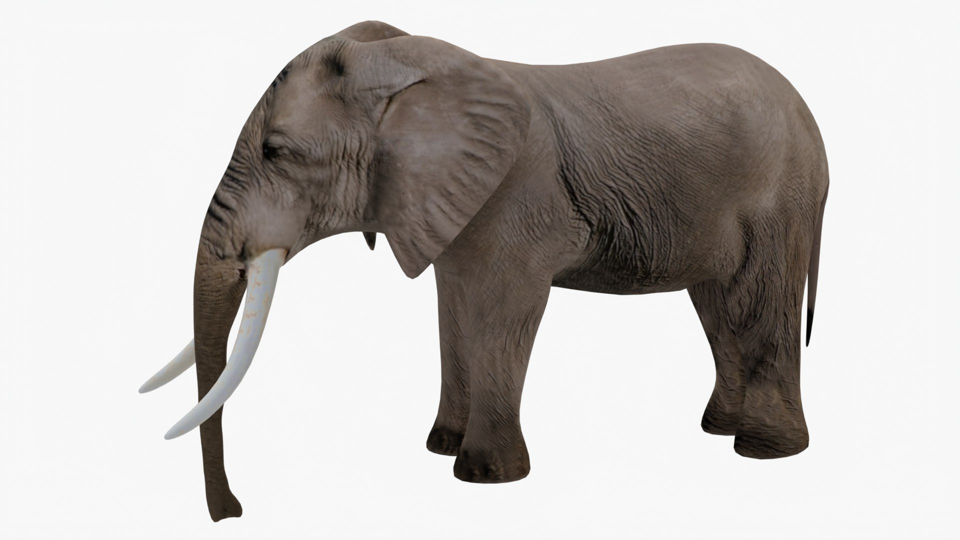 3D Elephant Rigged Model - TurboSquid 1976417