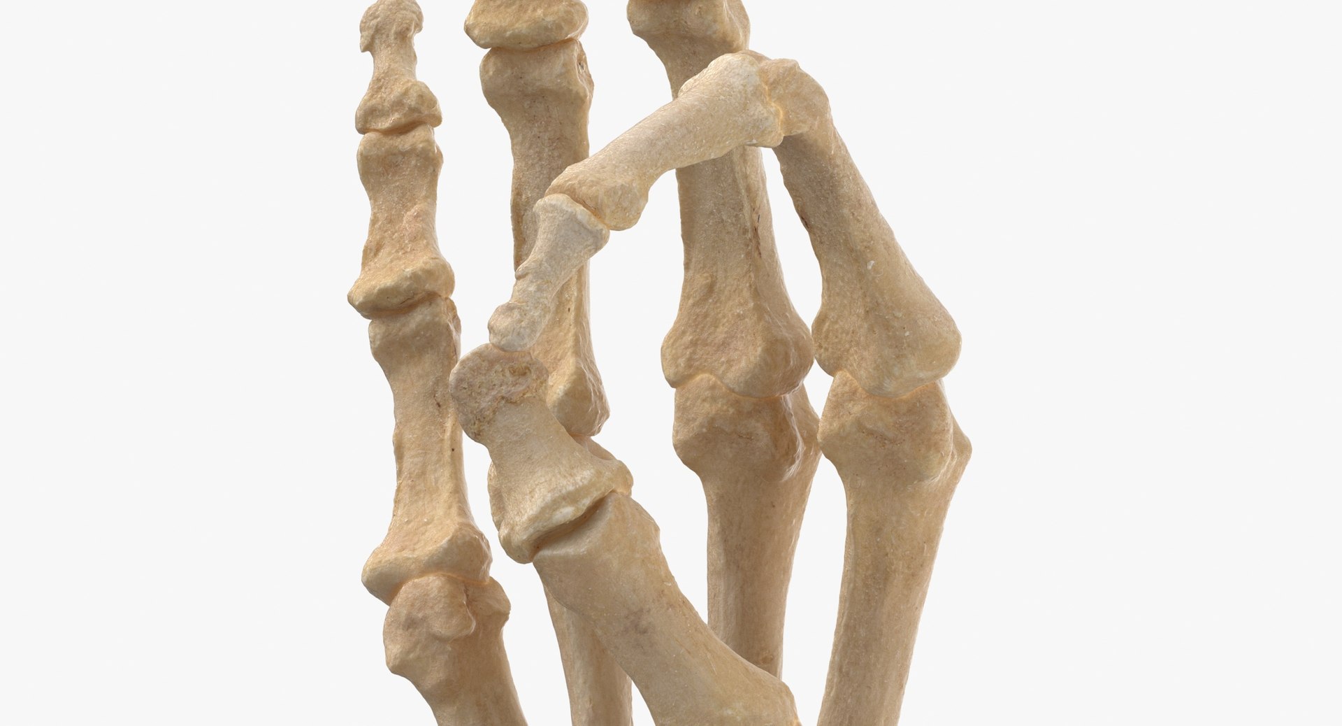 Human Hand Bones Signs White and Yellow Collection 06 - 4 models 3D ...