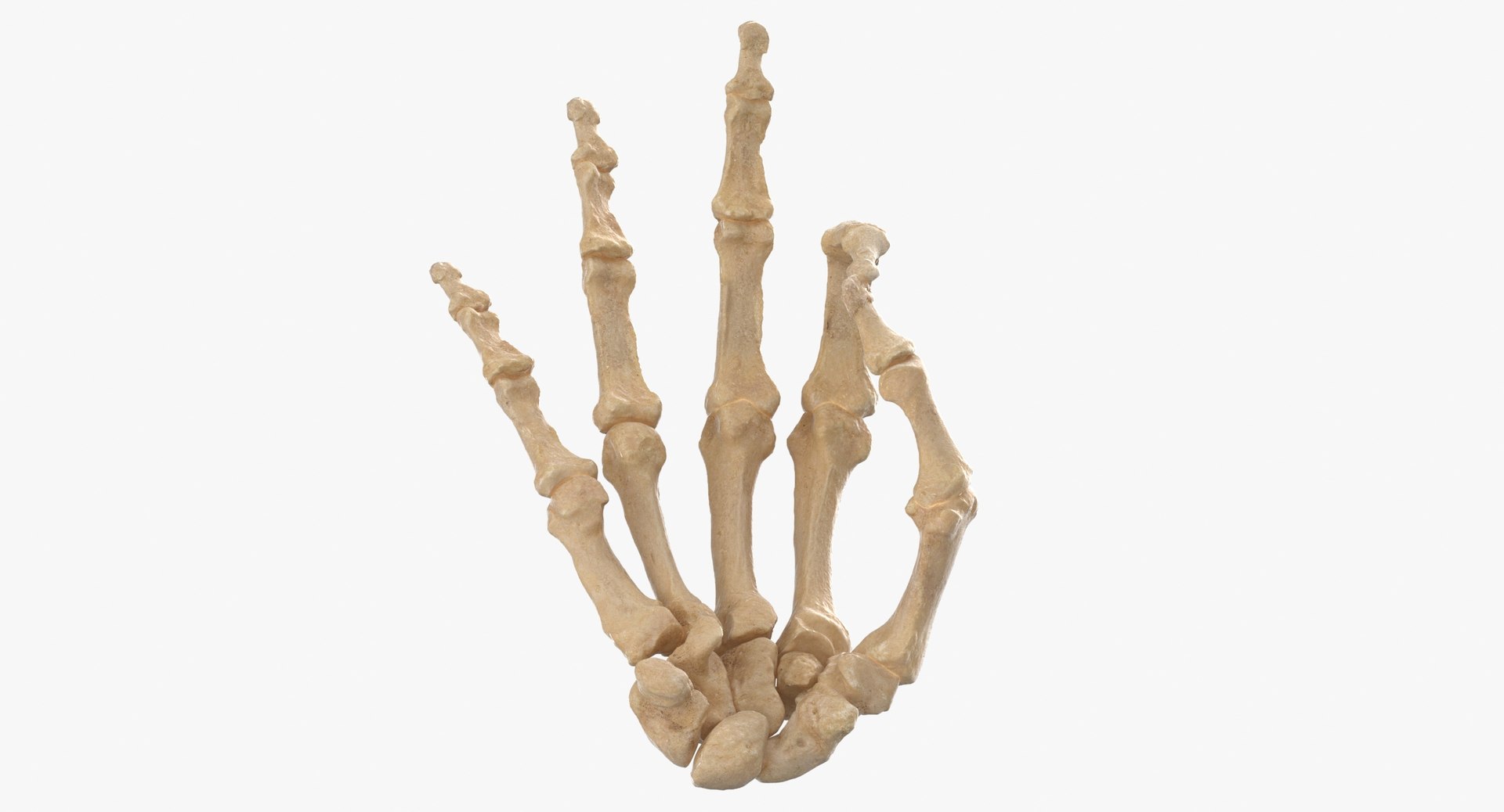 Human Hand Bones Signs White and Yellow Collection 06 - 4 models 3D ...