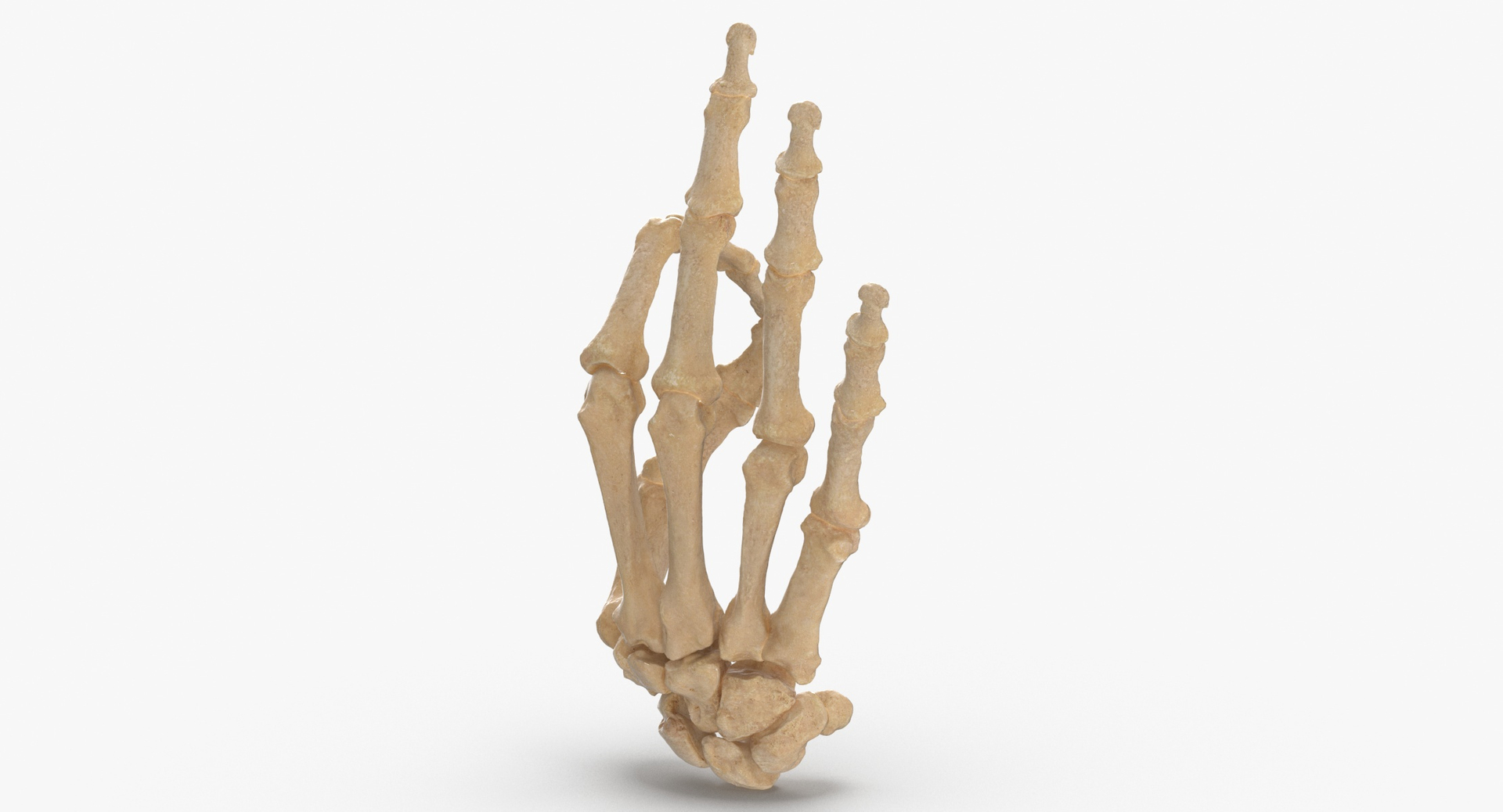 Human Hand Bones Signs White and Yellow Collection 06 - 4 models 3D ...