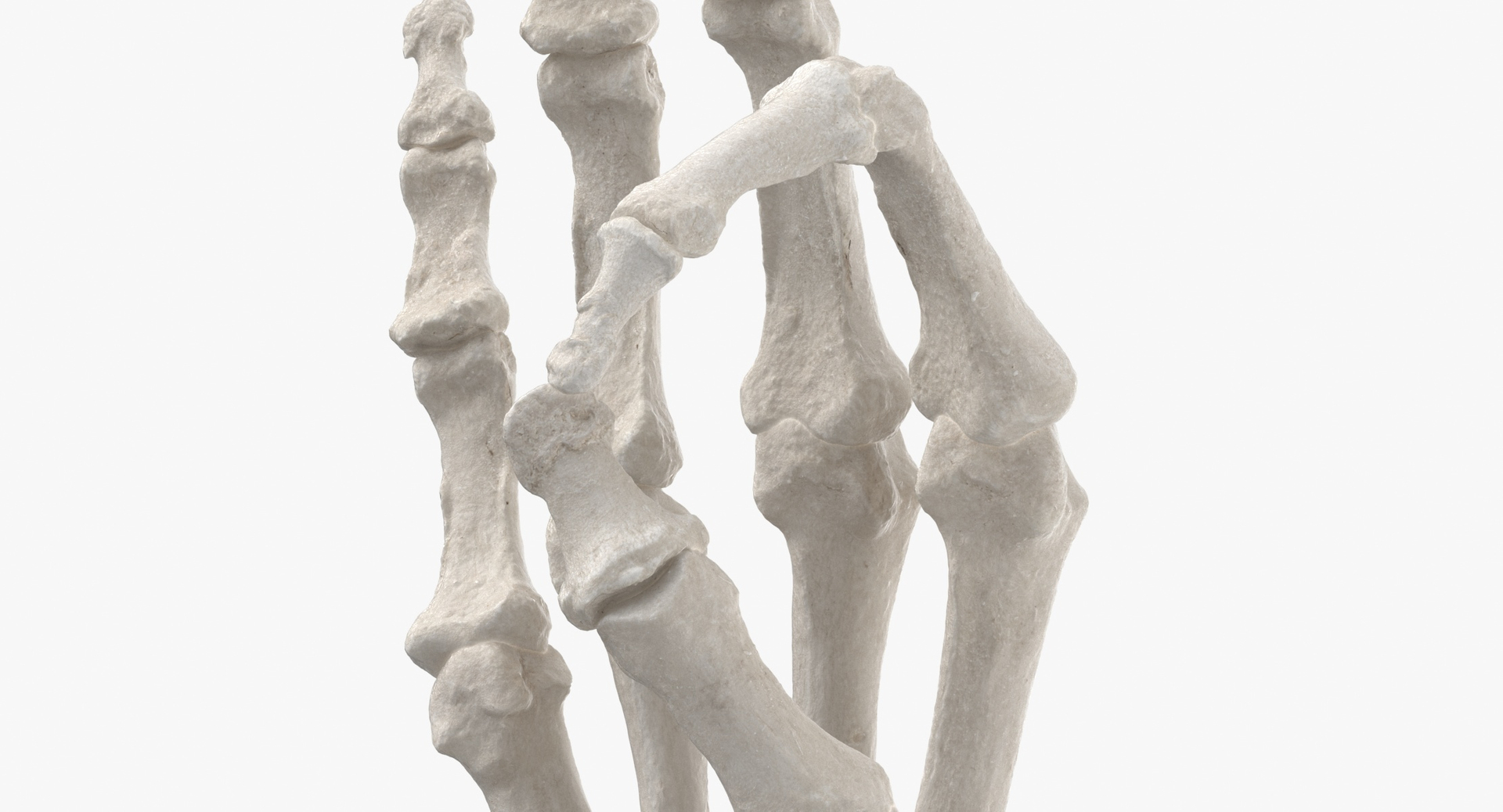 Human Hand Bones Signs White and Yellow Collection 06 - 4 models 3D ...