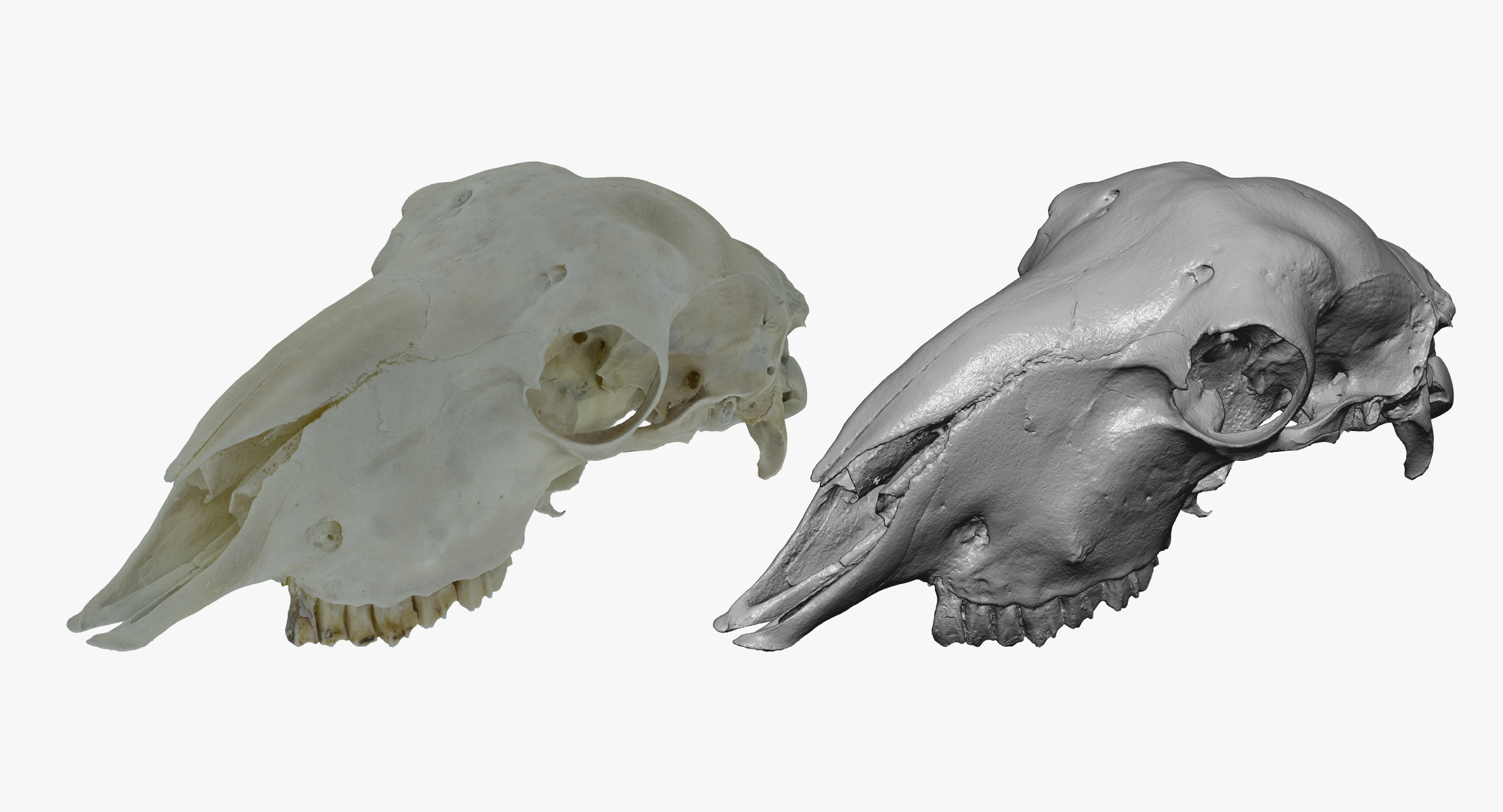Sheep ovis aries skull 3D model - TurboSquid 1542971