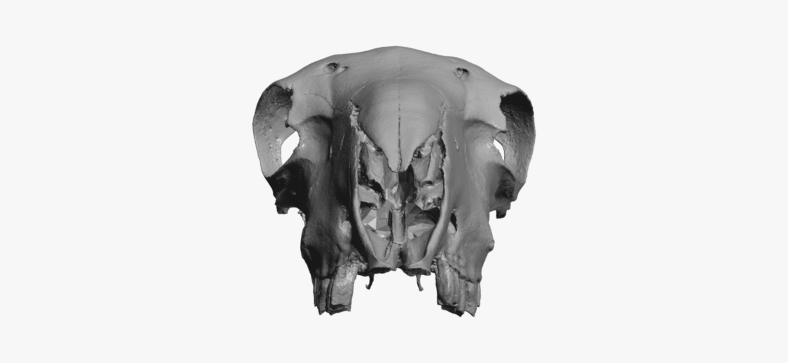 Sheep ovis aries skull 3D model - TurboSquid 1542971