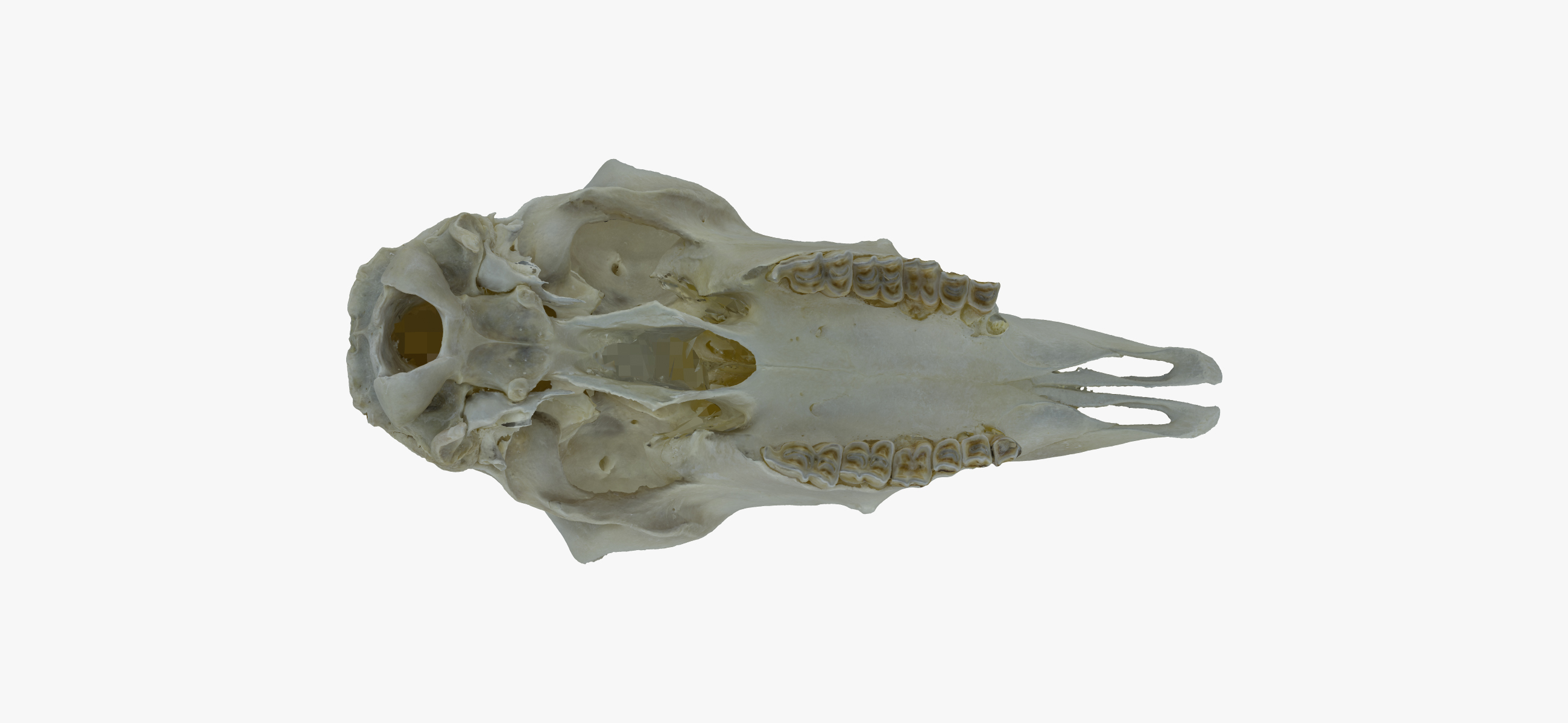 Sheep ovis aries skull 3D model - TurboSquid 1542971
