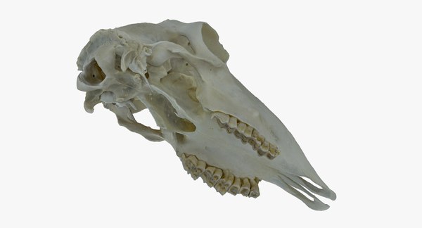 Sheep ovis aries skull 3D model - TurboSquid 1542971