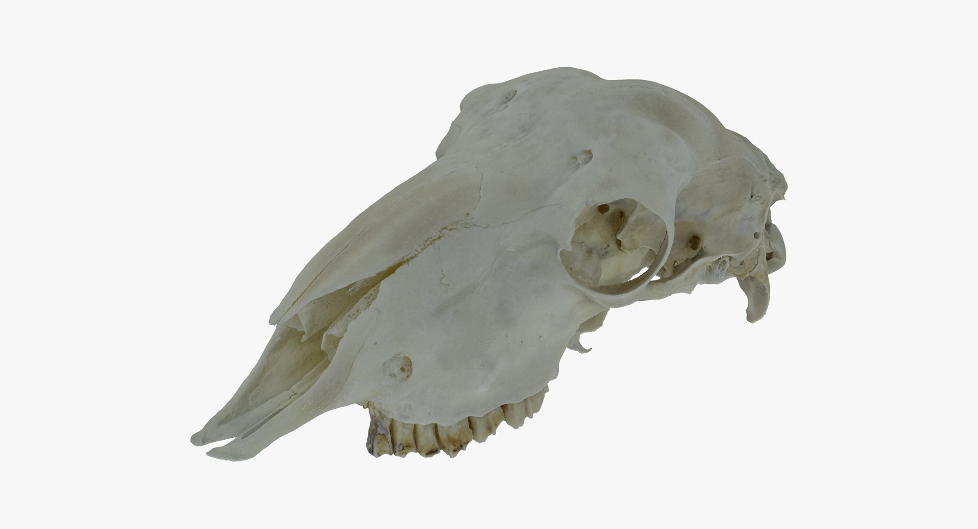 Sheep ovis aries skull 3D model - TurboSquid 1542971
