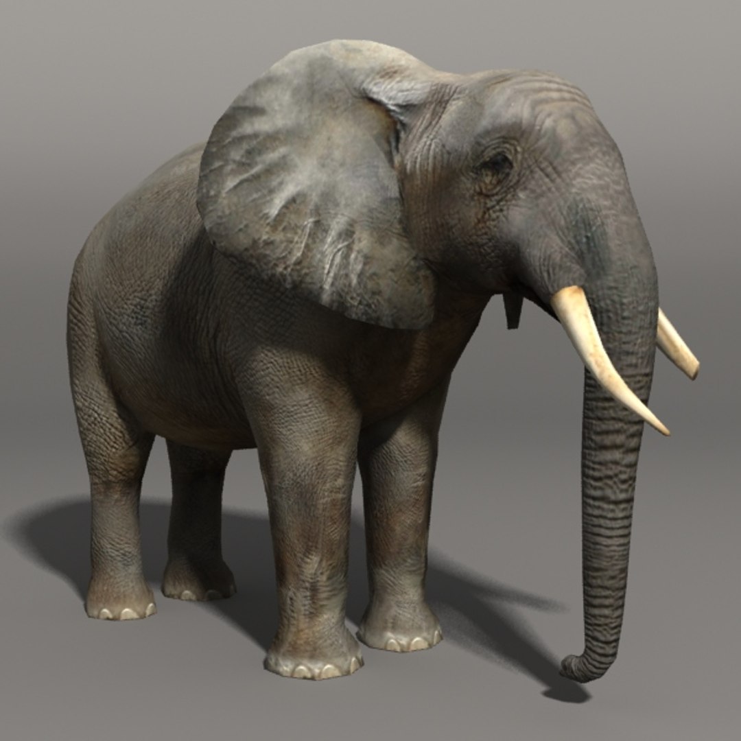 Elephant 3d Model