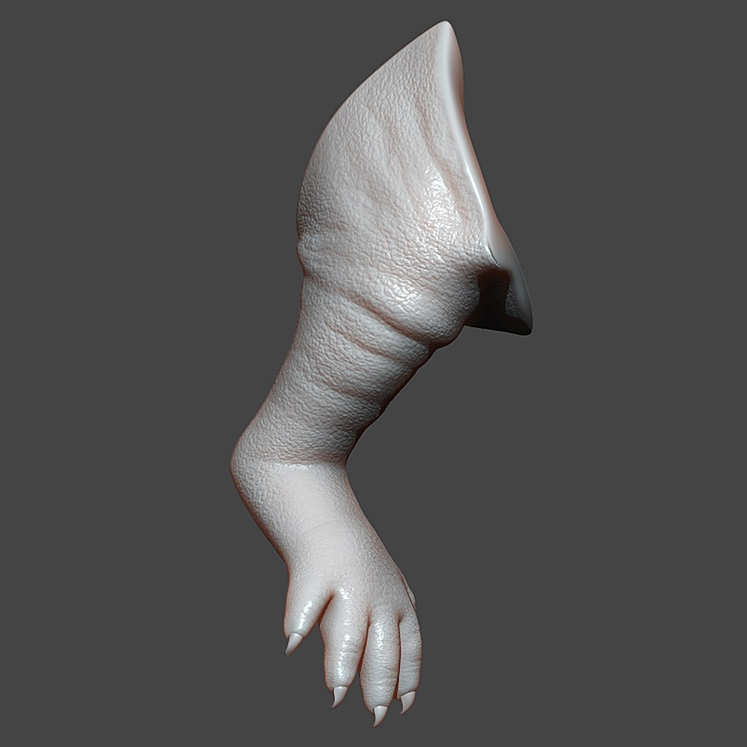 3D Rat Baby Newborn Rear Leg Highpoly Sculpt - TurboSquid 1813983
