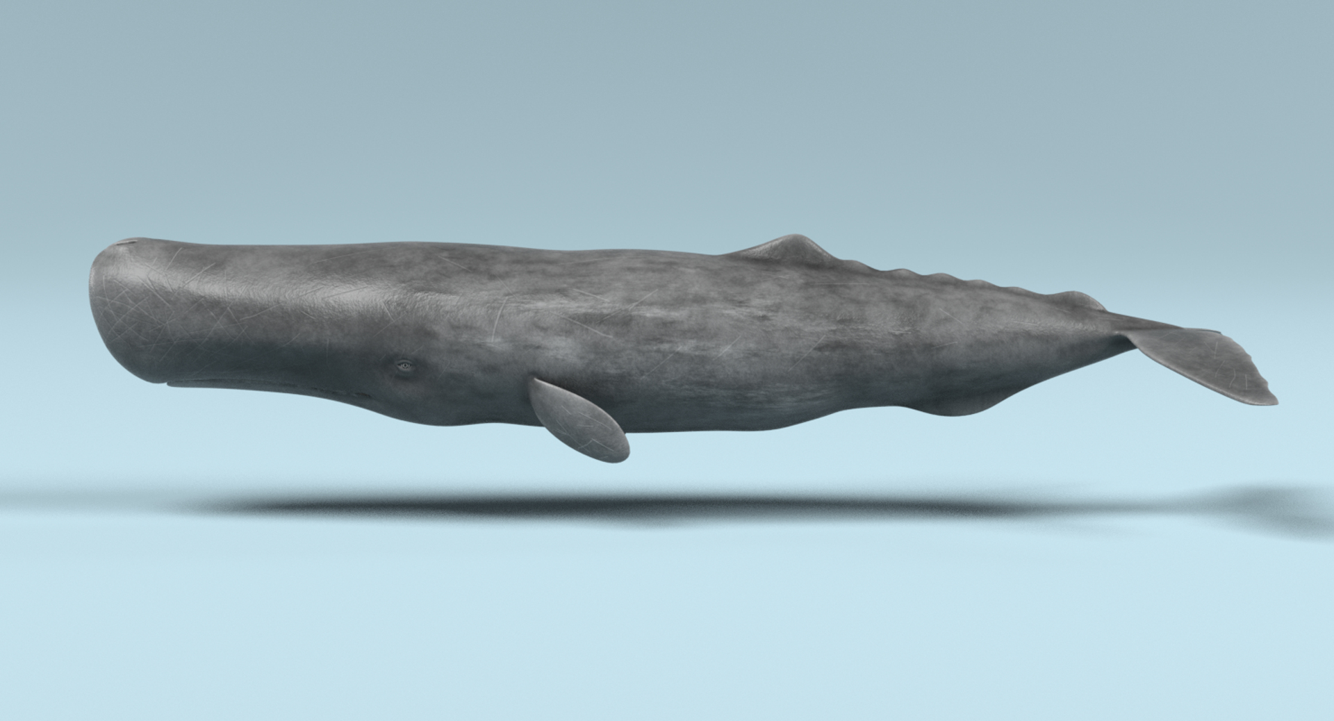 Sperm Whale Rigged 3D Model - TurboSquid 1191273