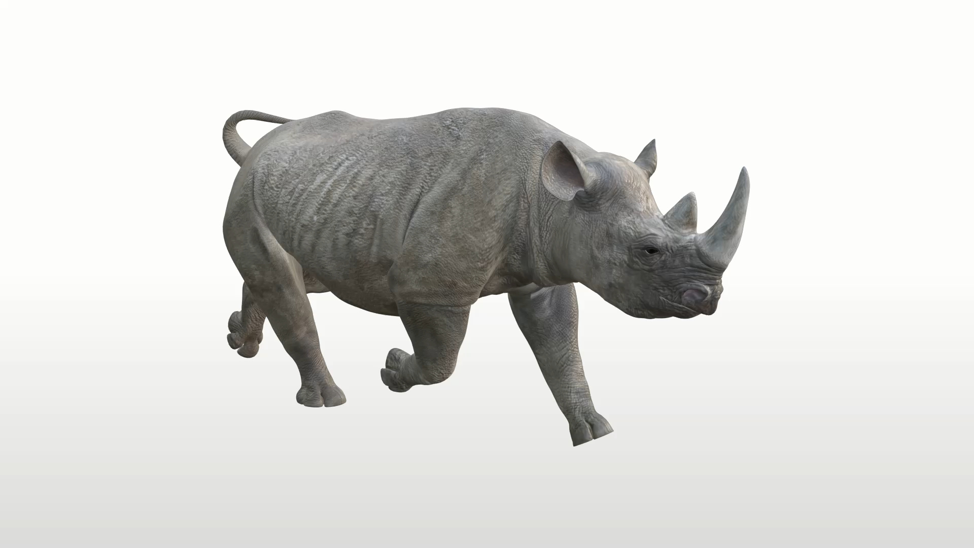 3D African Rhinoceros Animated model - TurboSquid 1866104