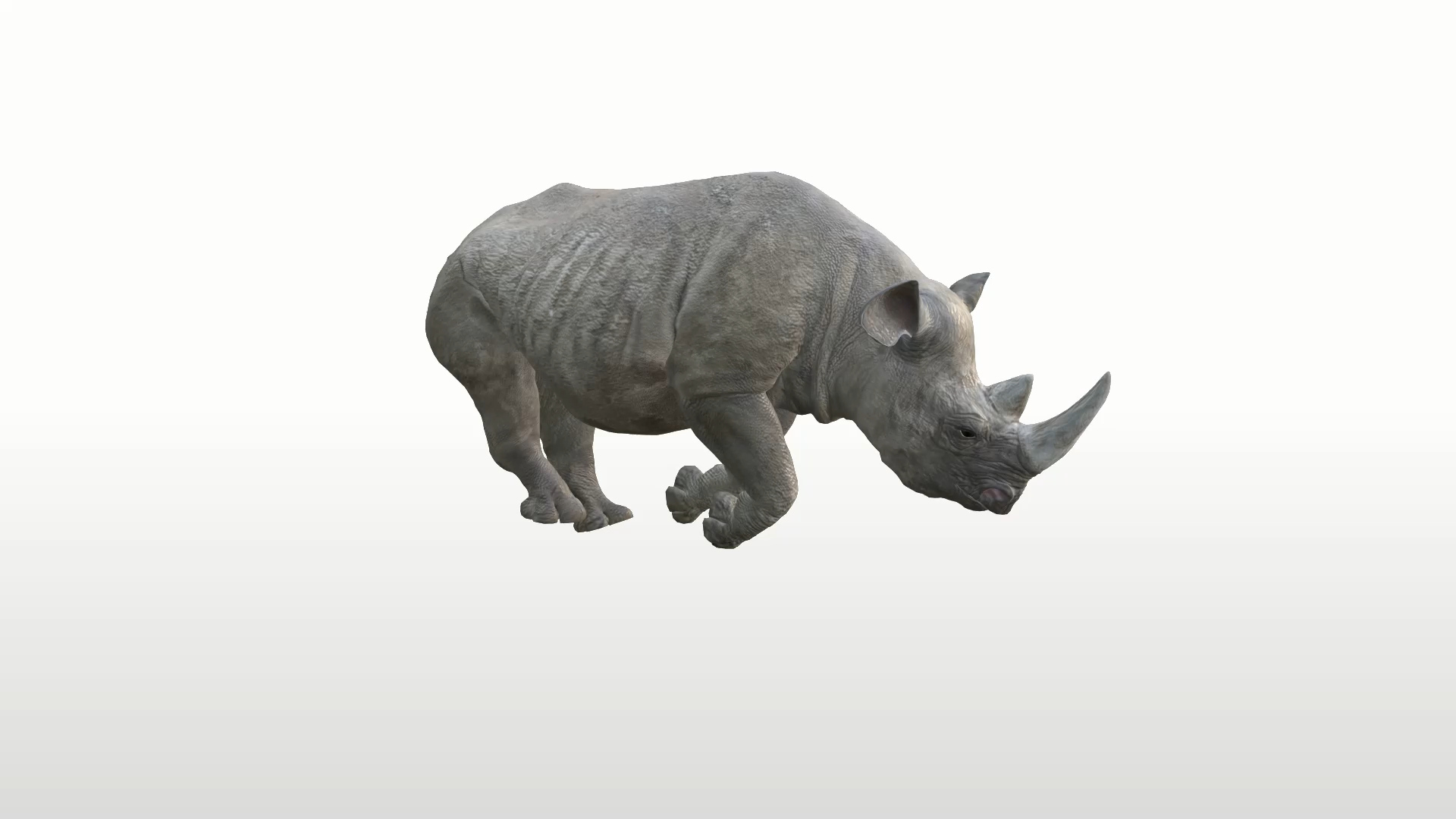 3D African Rhinoceros Animated model - TurboSquid 1866104