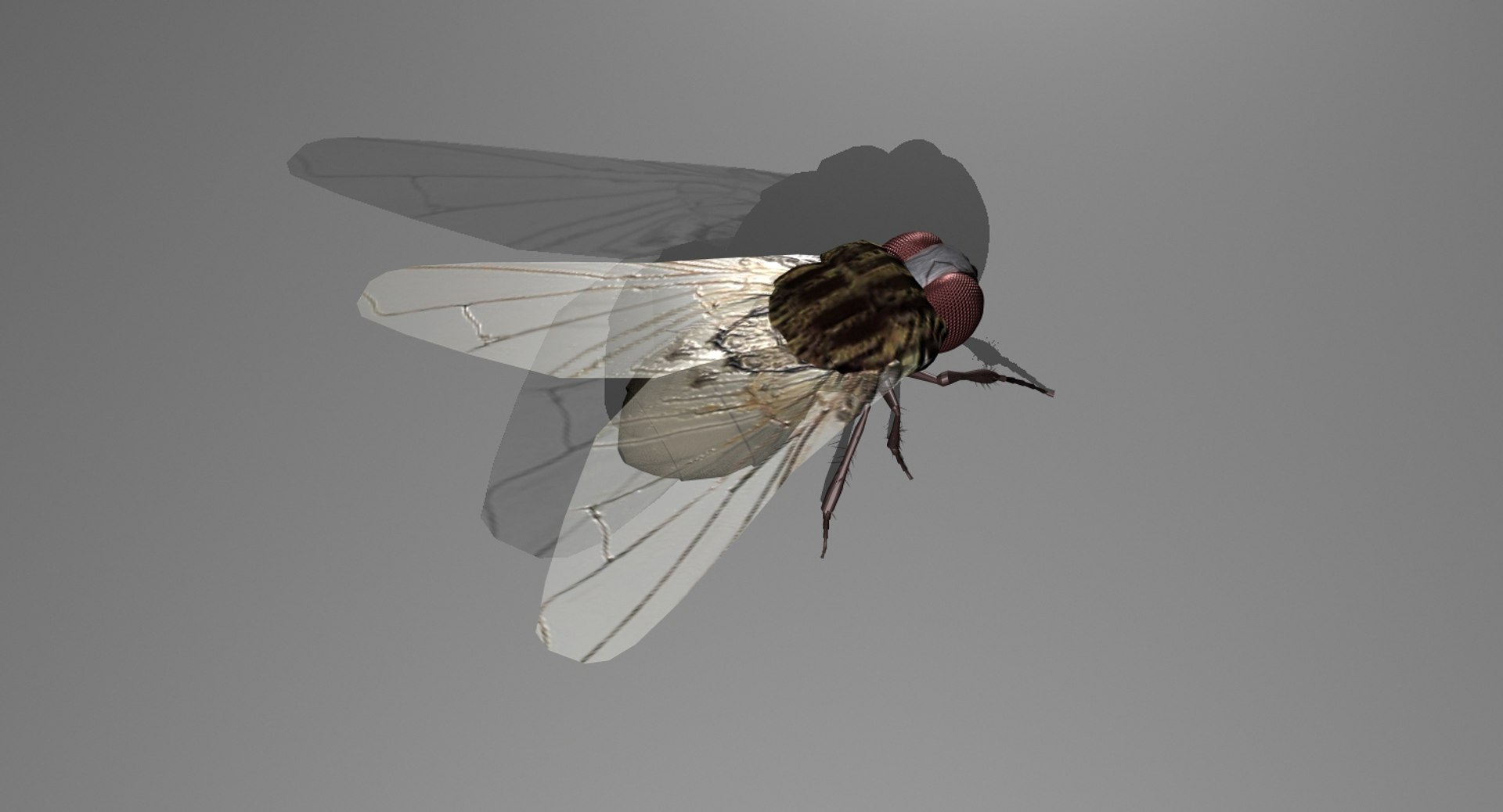 House Fly Obj