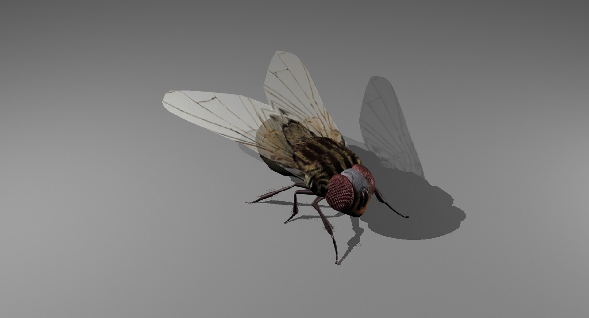 House Fly Obj