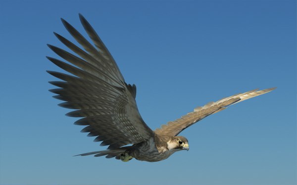 3d model peregrine falcon wings folded