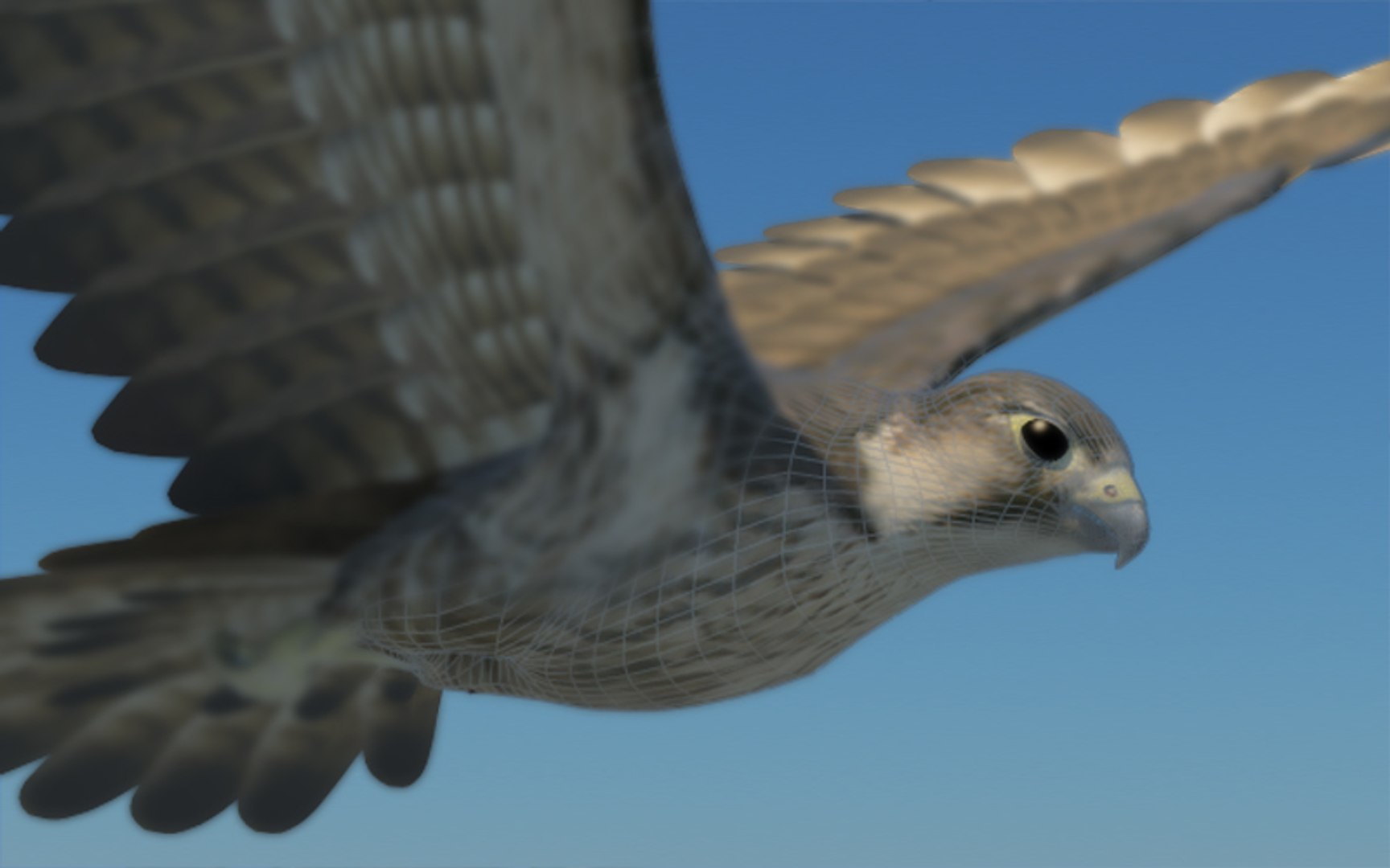 3d Model Peregrine Falcon Wings Folded