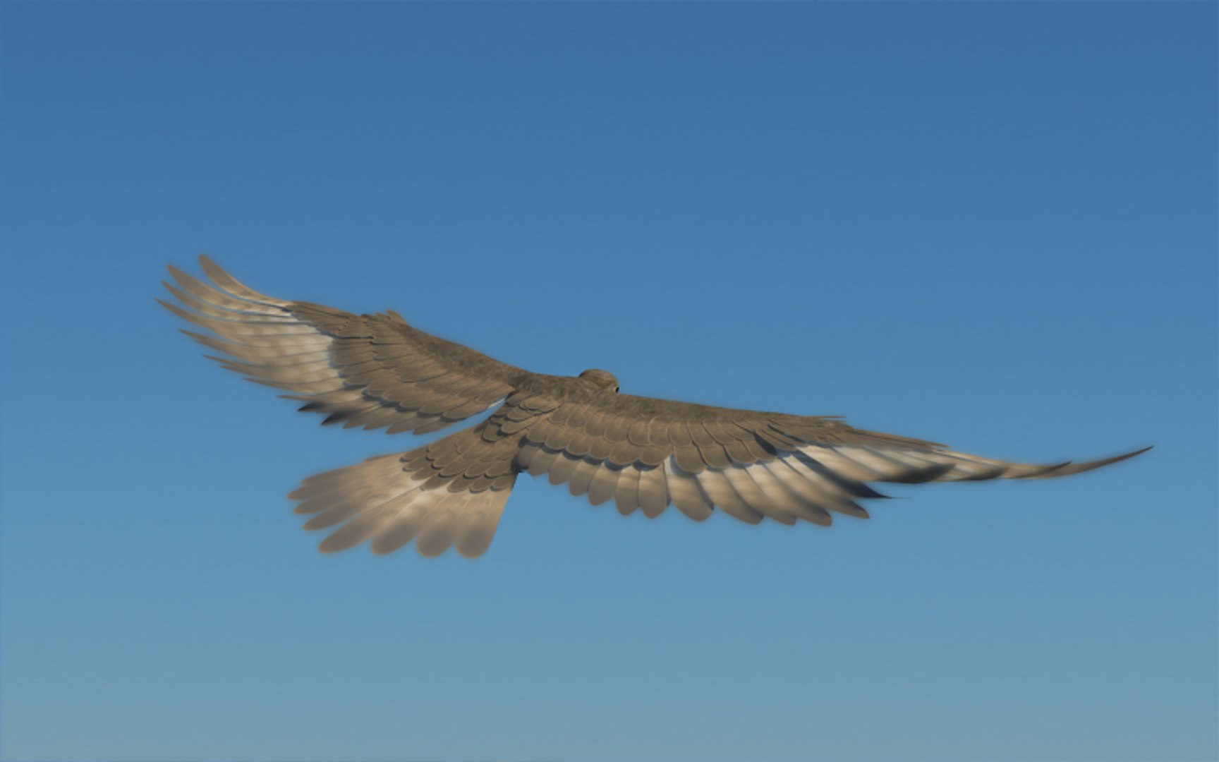 3d Model Peregrine Falcon Wings Folded