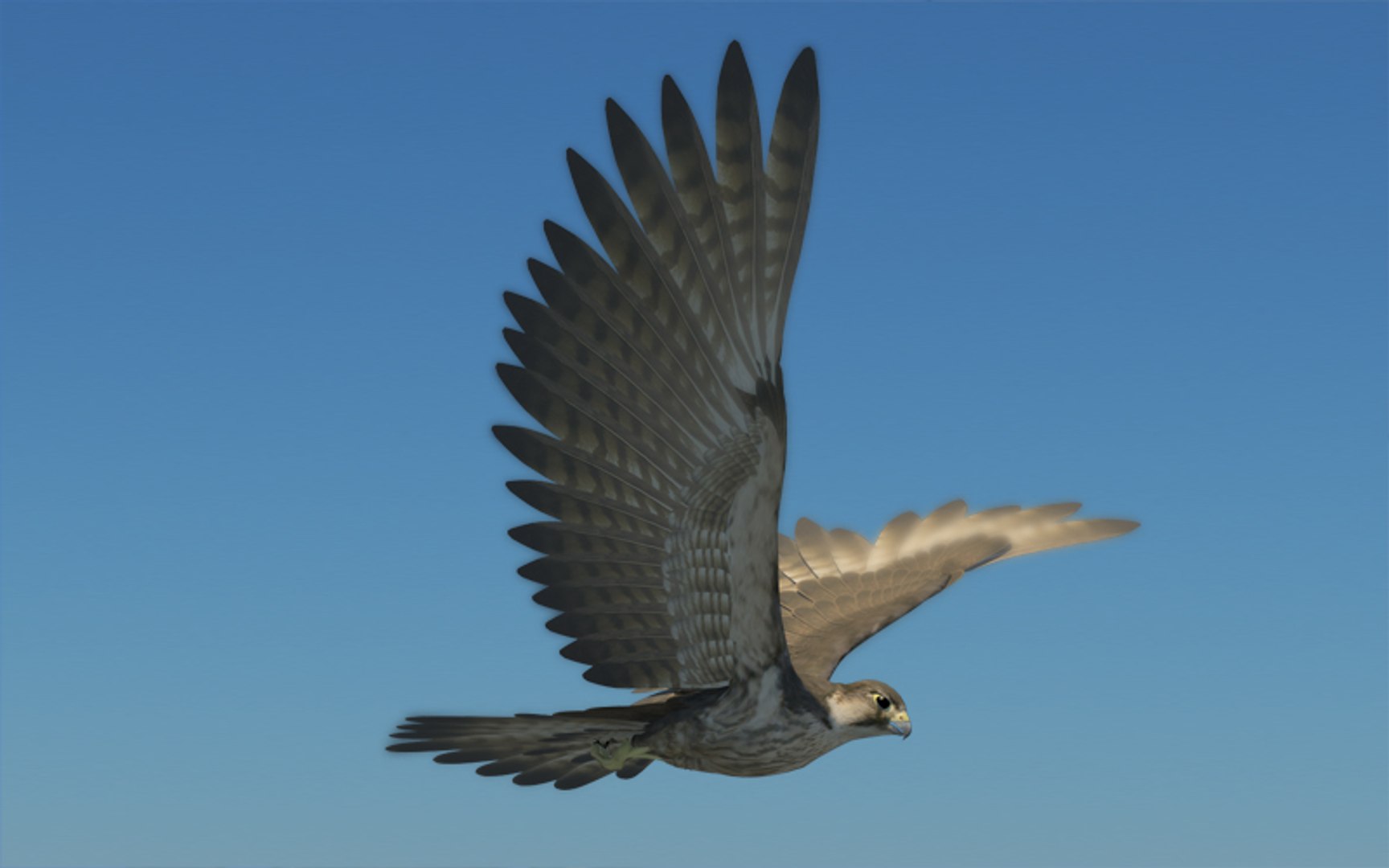 3d Model Peregrine Falcon Wings Folded
