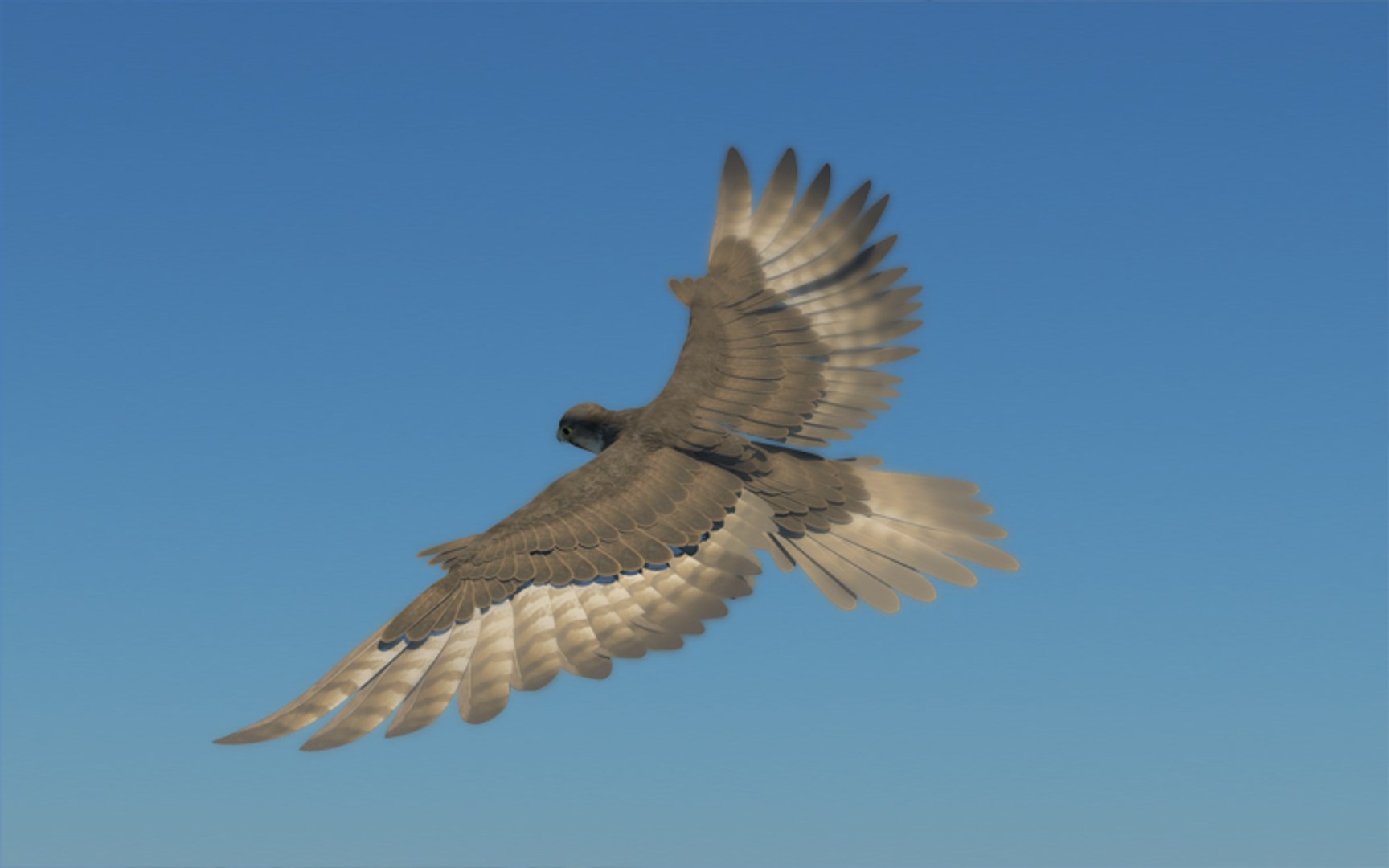 3d Model Peregrine Falcon Wings Folded