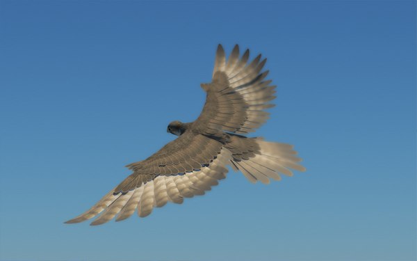 3d model peregrine falcon wings folded