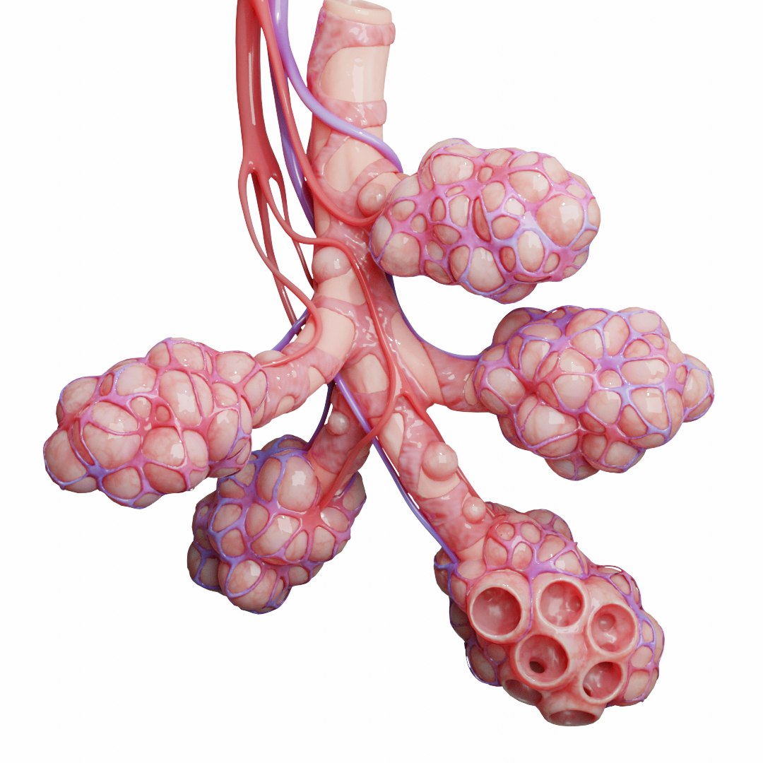 Realistic human bronchi alveoli 3D - TurboSquid 1575029