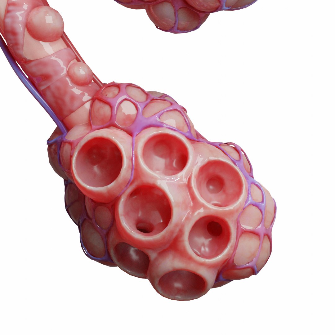 Realistic Human Bronchi Alveoli 3D - TurboSquid 1575029