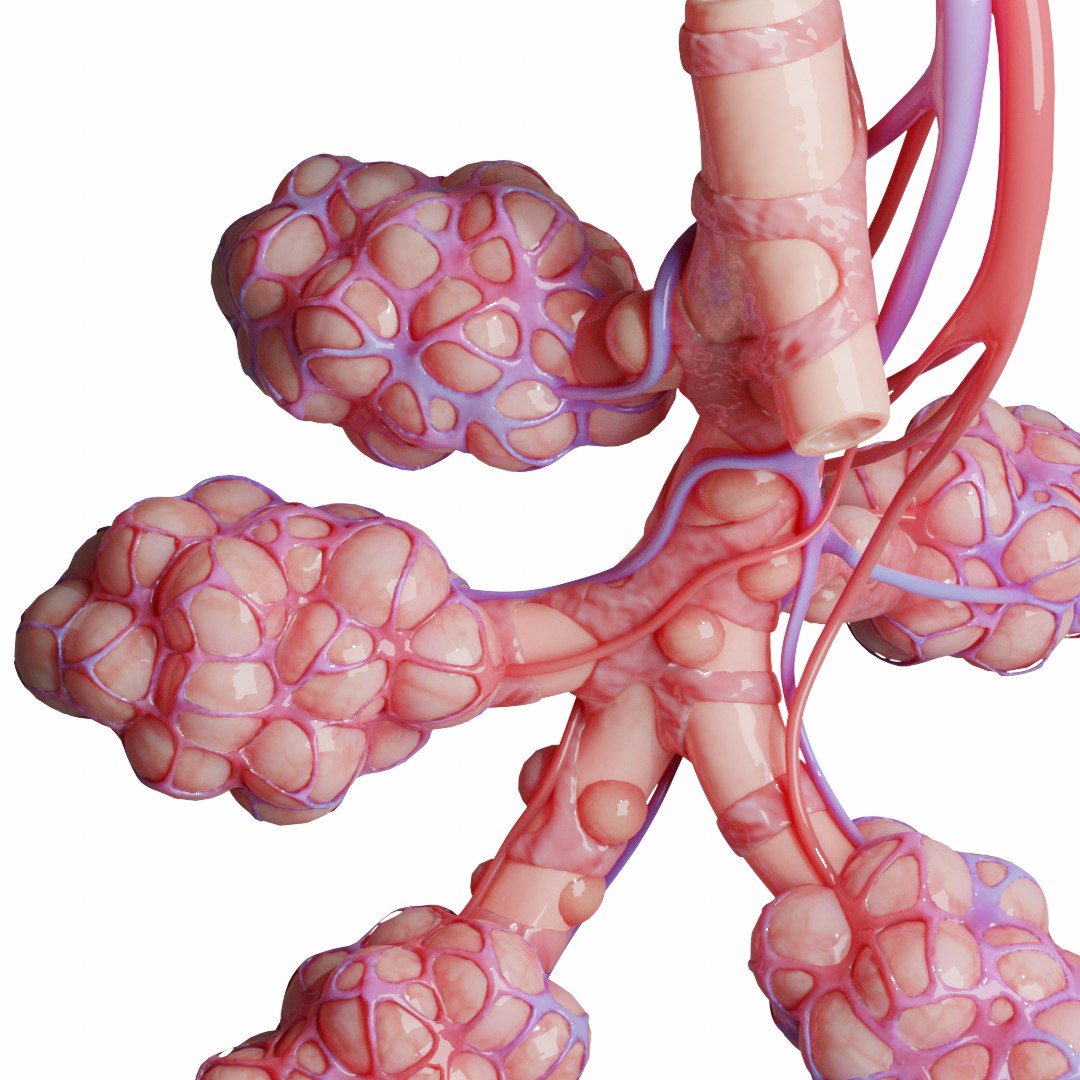 Realistic Human Bronchi Alveoli 3D - TurboSquid 1575029