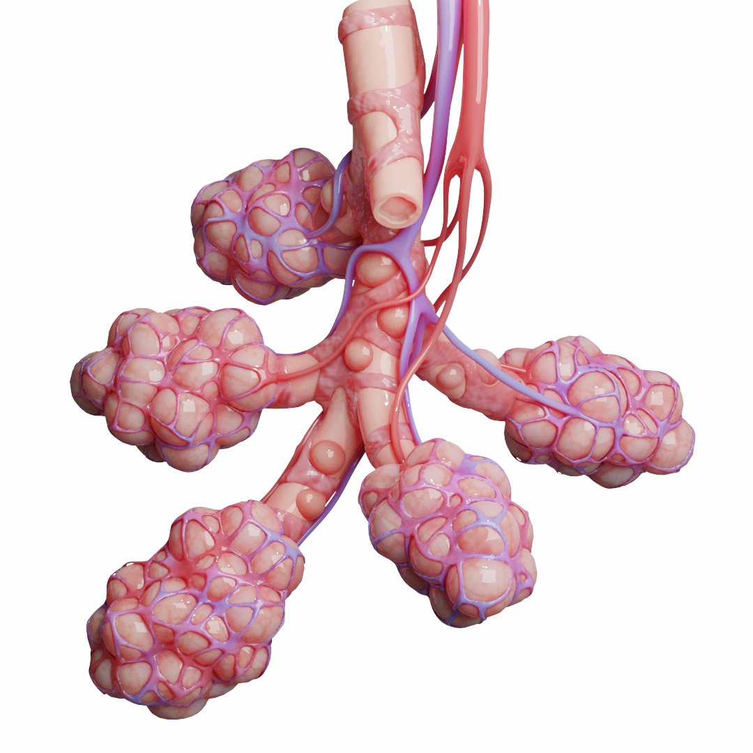 Realistic Human Bronchi Alveoli 3D - TurboSquid 1575029