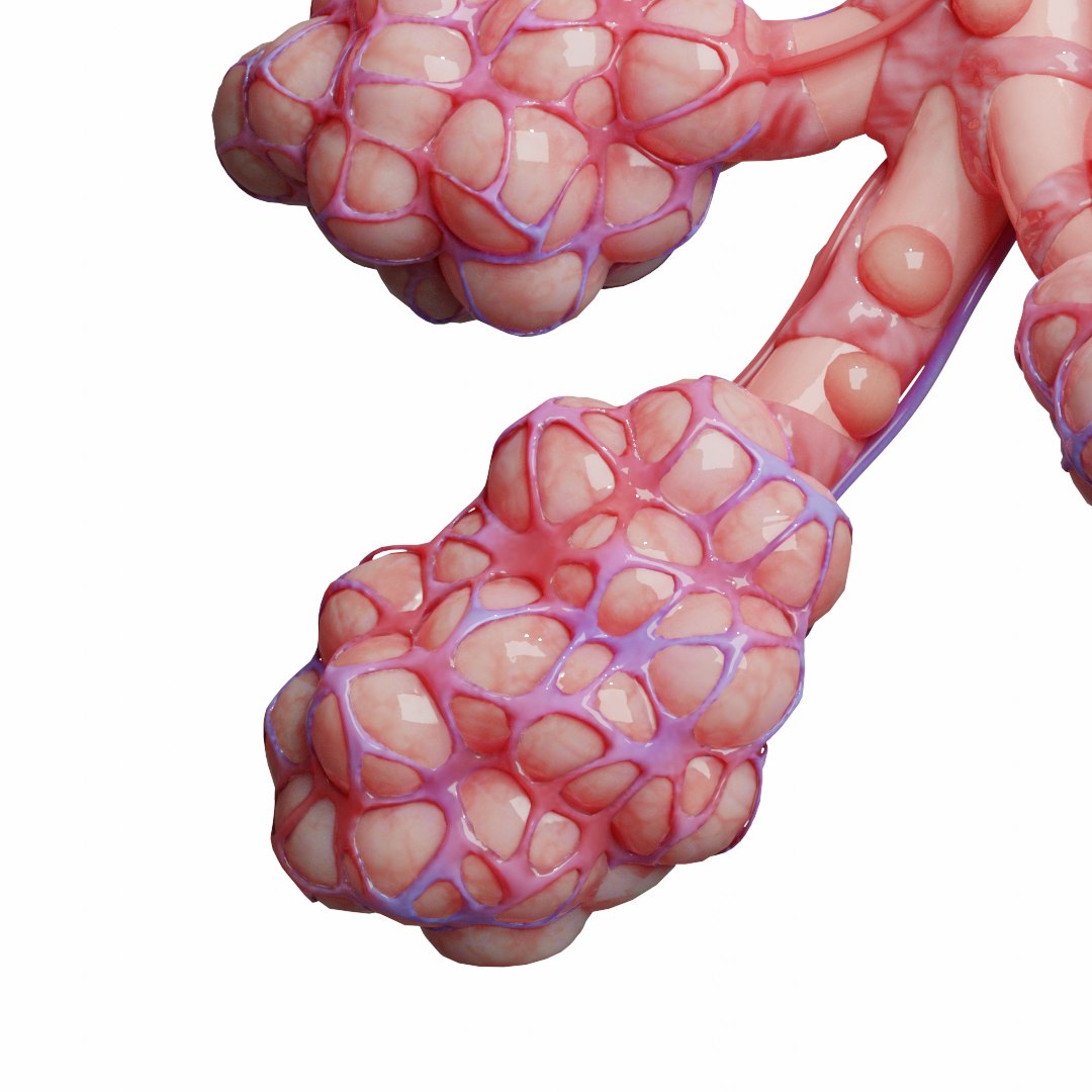 Realistic Human Bronchi Alveoli 3D - TurboSquid 1575029