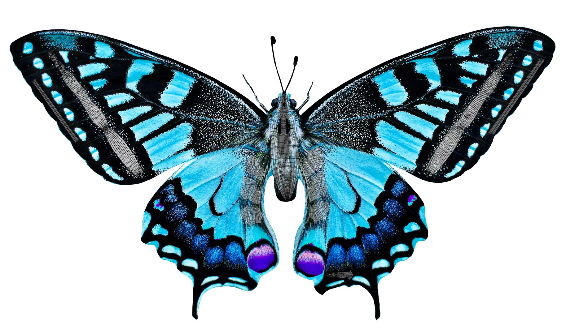 3D Butterfly Blue - TurboSquid 1300659