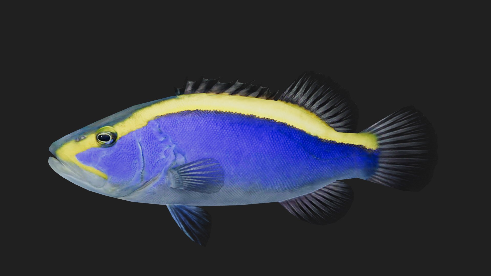 3D Bass Fish - TurboSquid 2123228