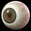 3d eye human iris model