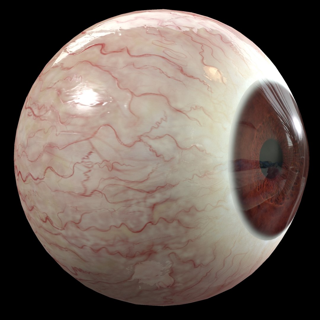 3d eye human iris model
