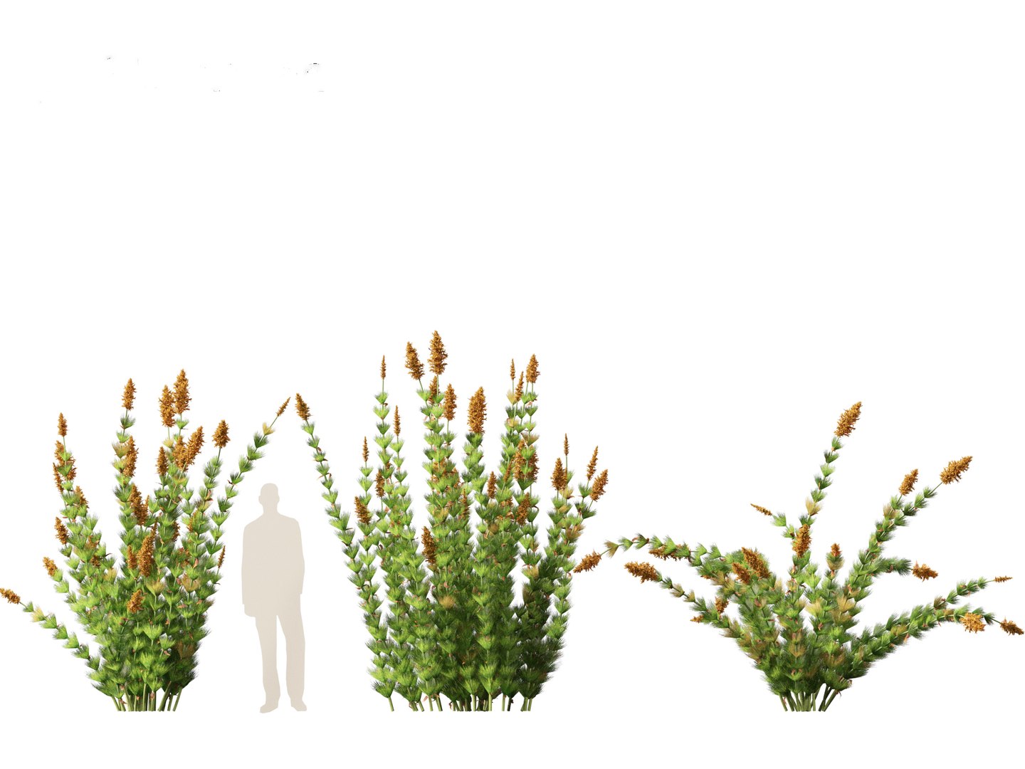 3D Elegia Capensis - Horsetail Restio 01 - TurboSquid 2113620