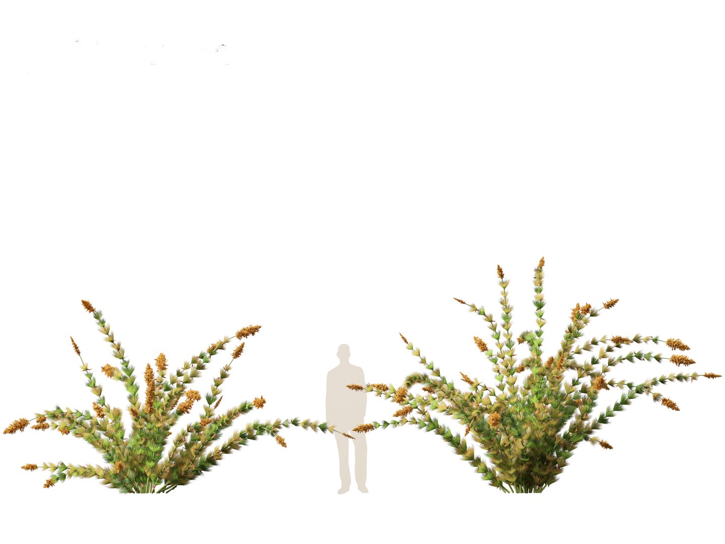 3D Elegia Capensis - Horsetail Restio 01 - TurboSquid 2113620