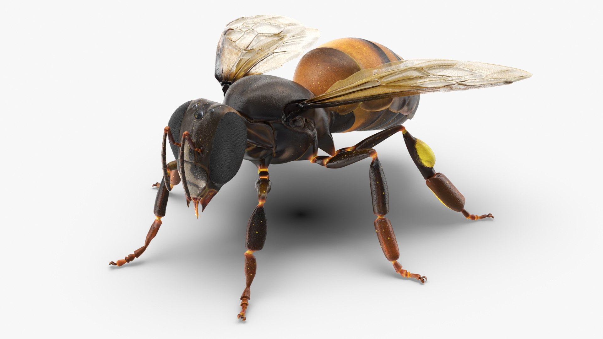 3D Model Honey Bee Insect - TurboSquid 2385512