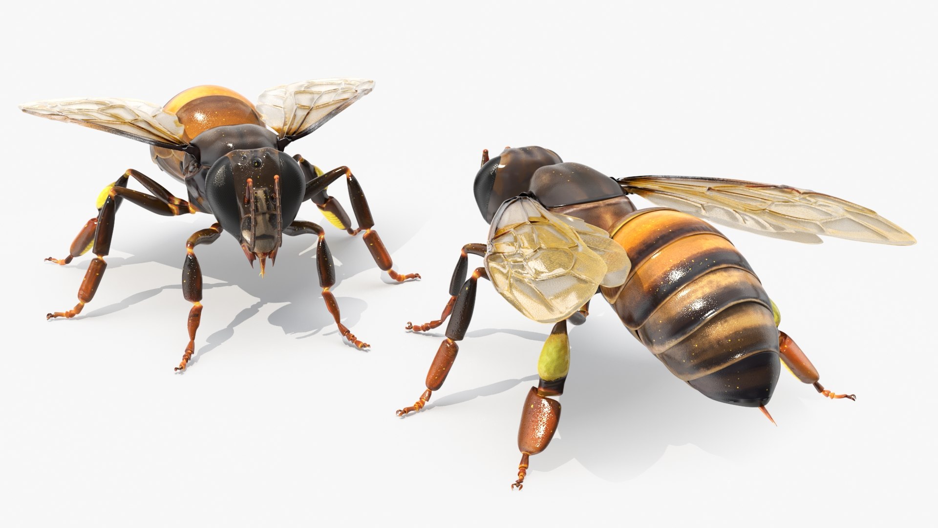 3D Model Honey Bee Insect - TurboSquid 2385512
