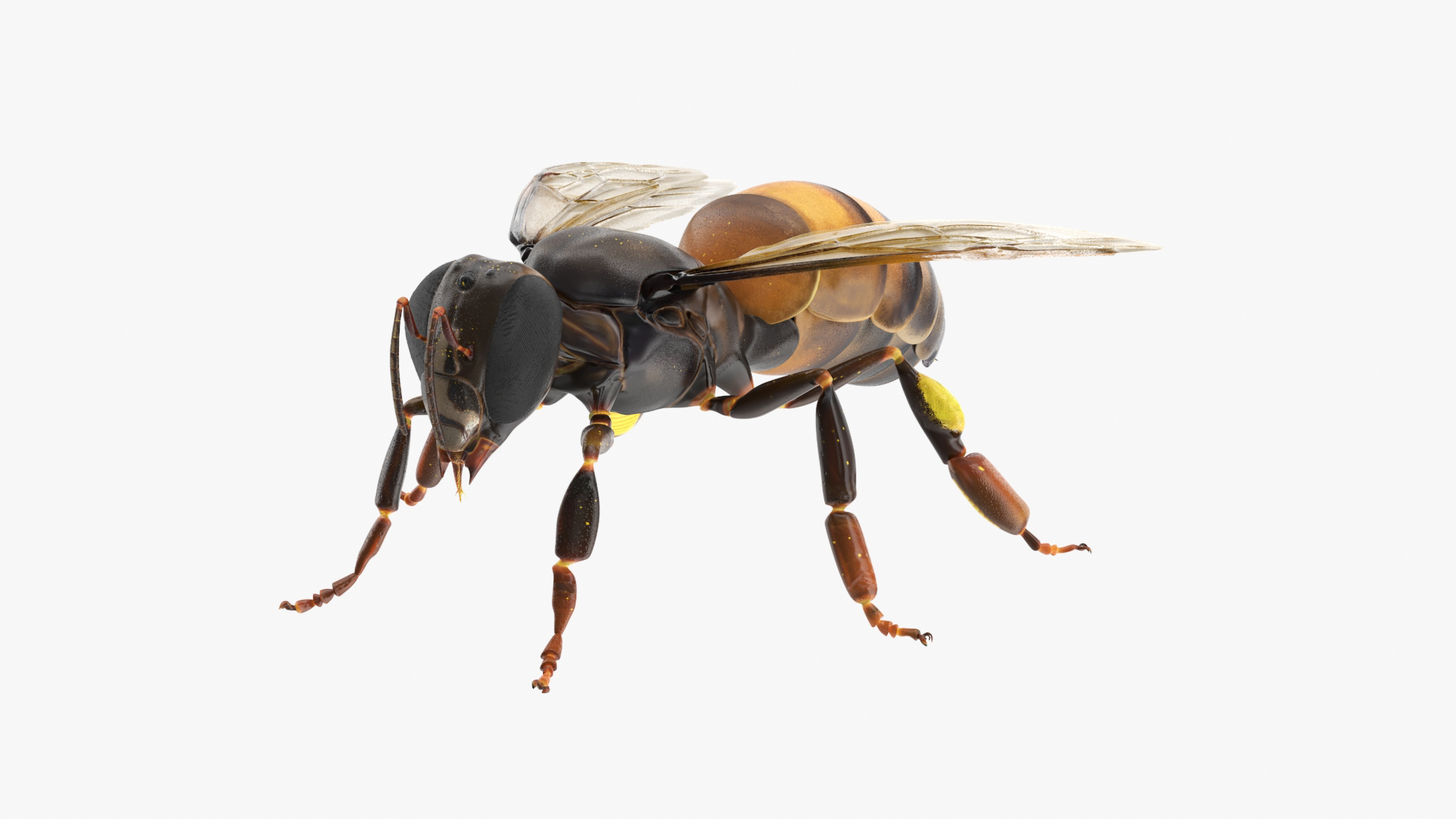 3D Model Honey Bee Insect - TurboSquid 2385512